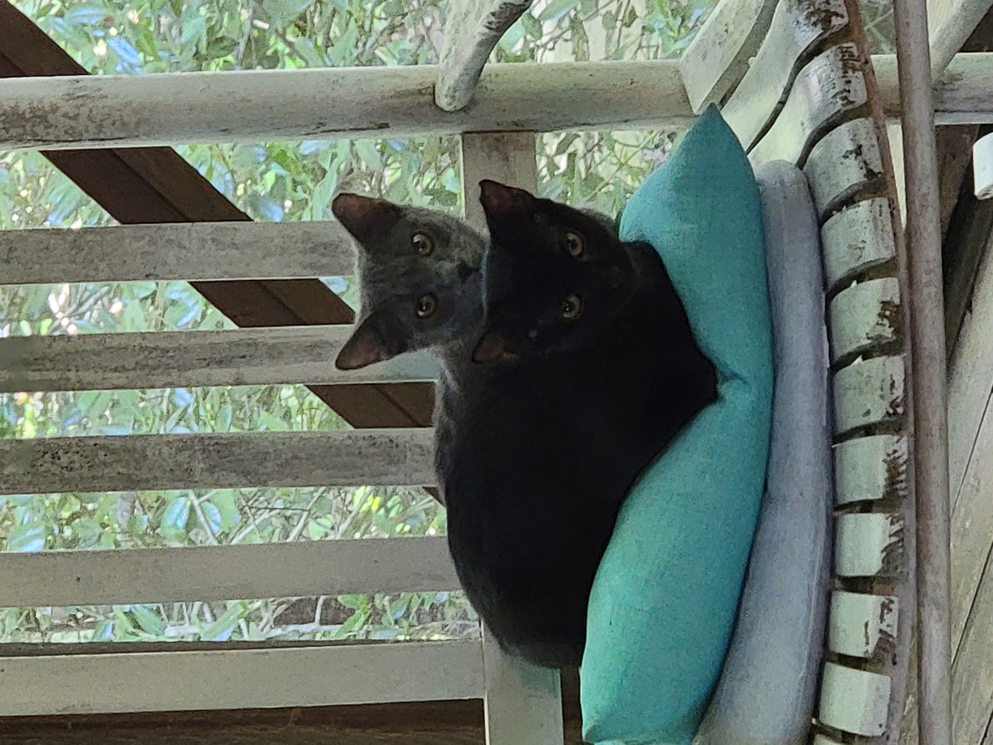 My Little Gremlin Kittens- Cactus & Lily - The Dedicated Feline Enthusiast