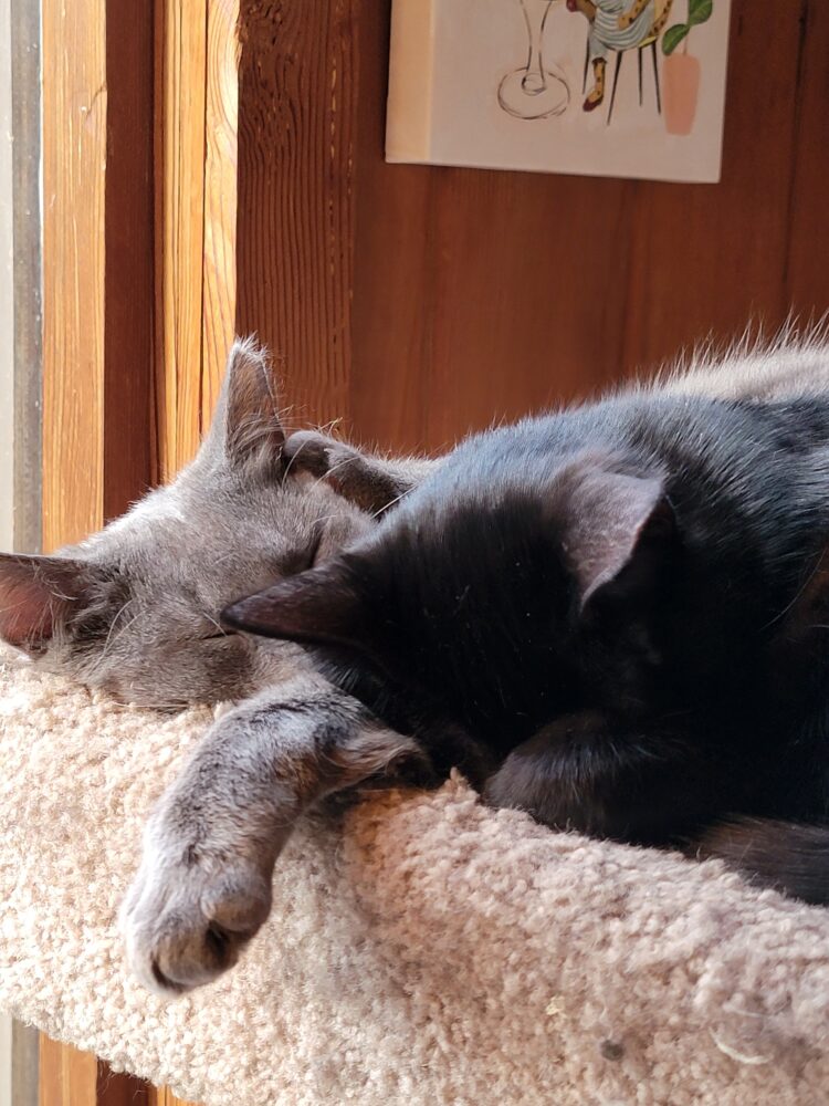 A Year With The Gremlin Kittens - The Dedicated Feline Enthusiast