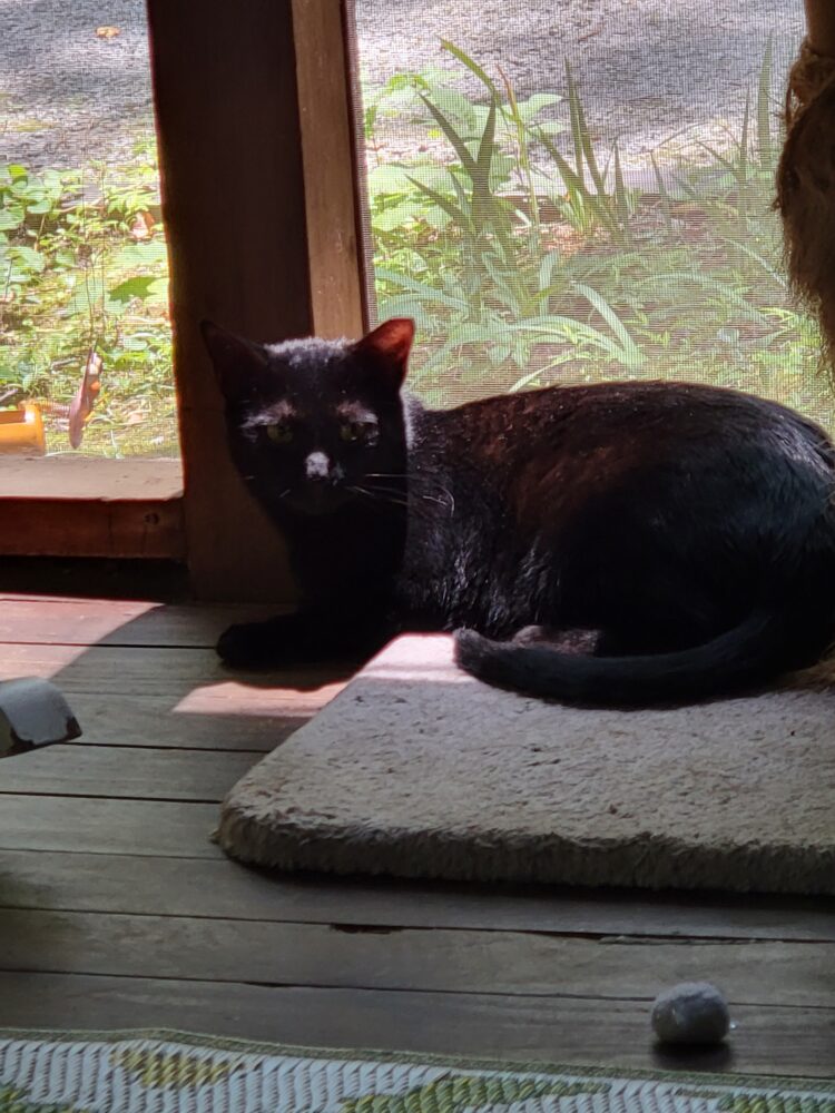 Summer Break and My Cats - The Dedicated Feline Enthusiast