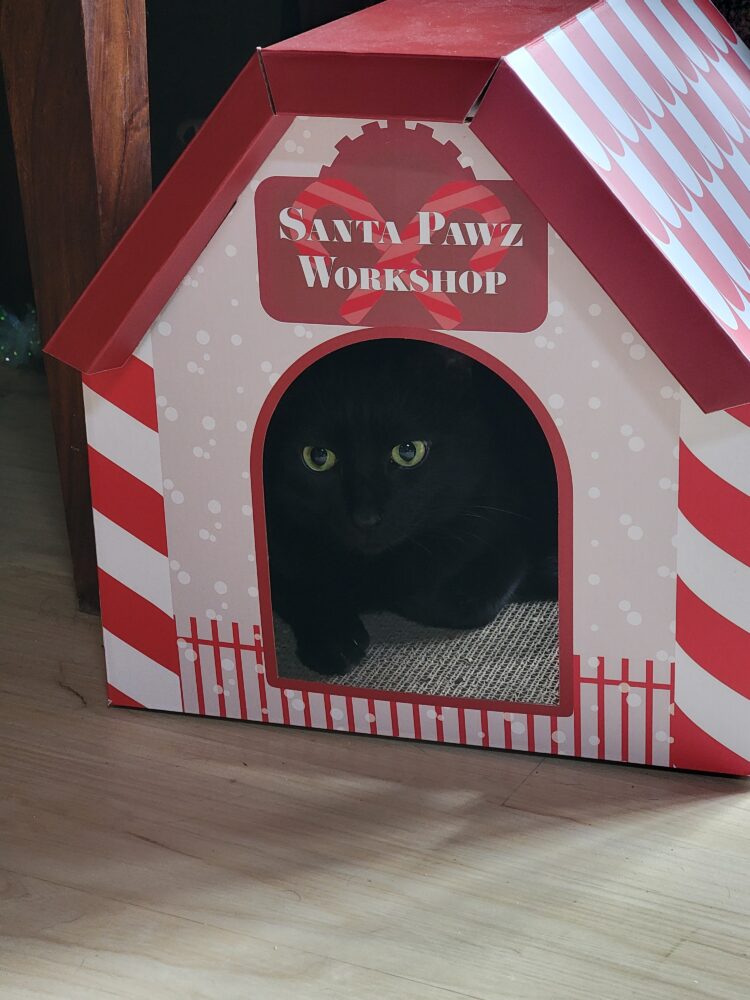 Being Present For My Cats - The Dedicated Feline Enthusiast